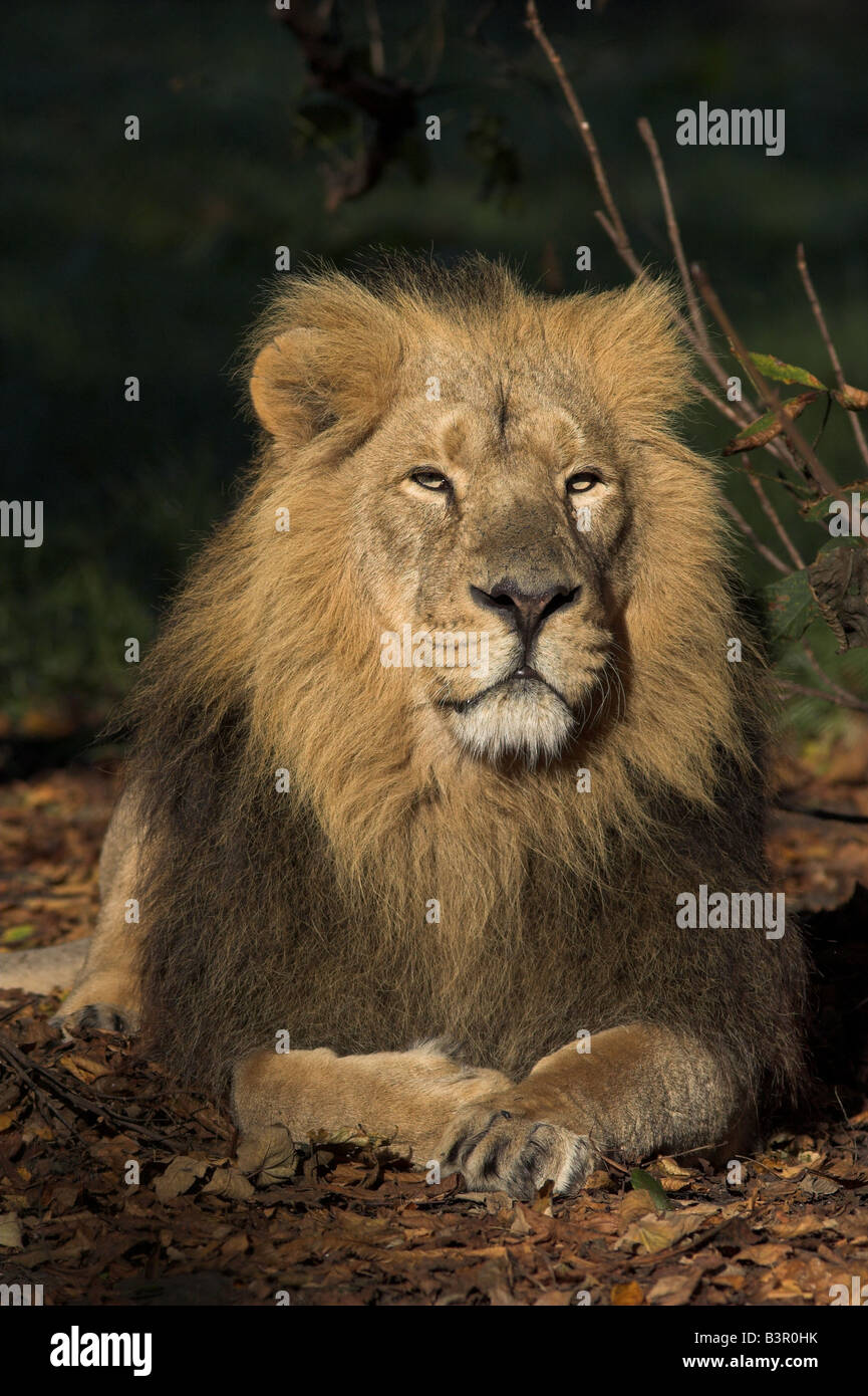 Asiatic lion sat in sunshine Stock Photo - Alamy