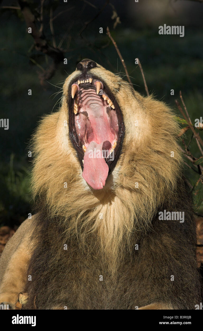 Lion roaring hi-res stock photography and images - Alamy