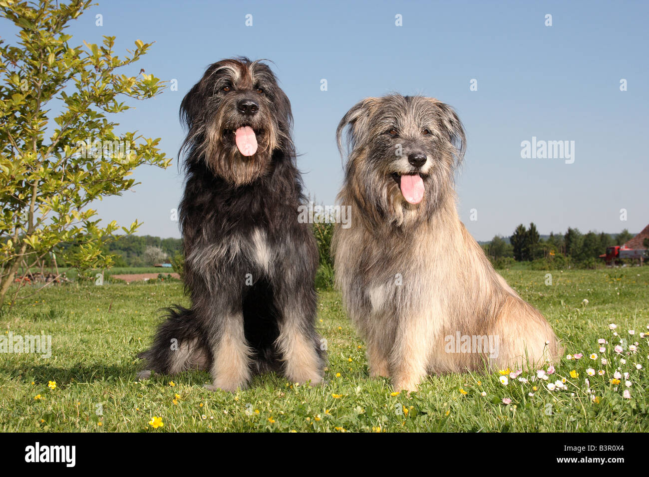 two half breed dogs - sitting on meadow Stock Photo - Alamy