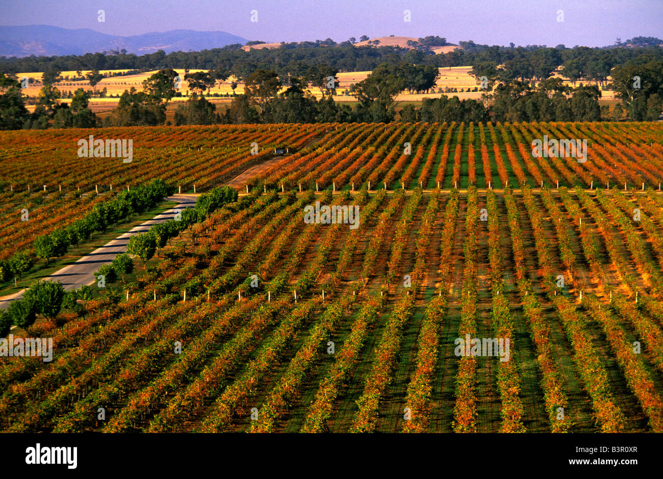 Australia grapevines rows autumn hi-res stock photography and images ...