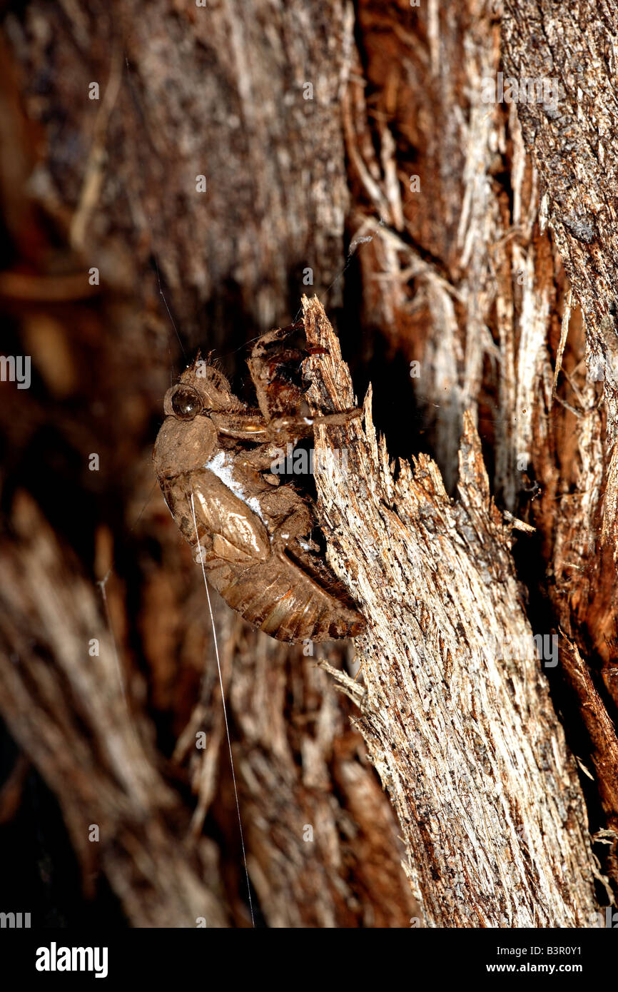 Nymphal shell (exuviae) of a recently hatched Australian cicada on a ...