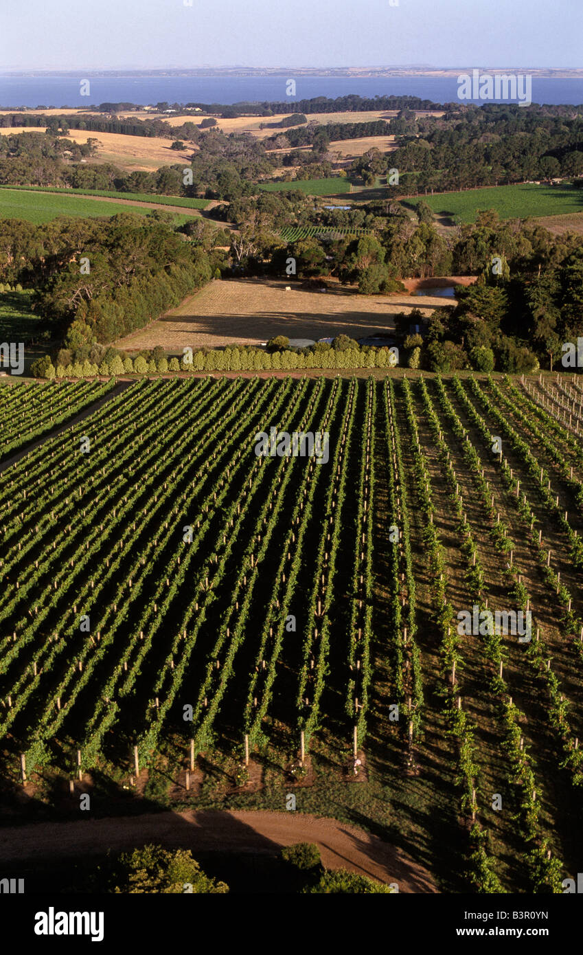 Aerial view of vineyard Stock Photo - Alamy