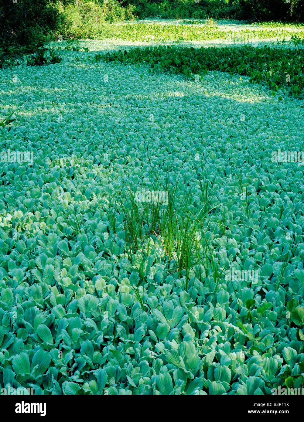WATER LETTUCE (LATIN: PISTIA STRATIOTES) CORKSCREW SWAMP SANCTUARY ...