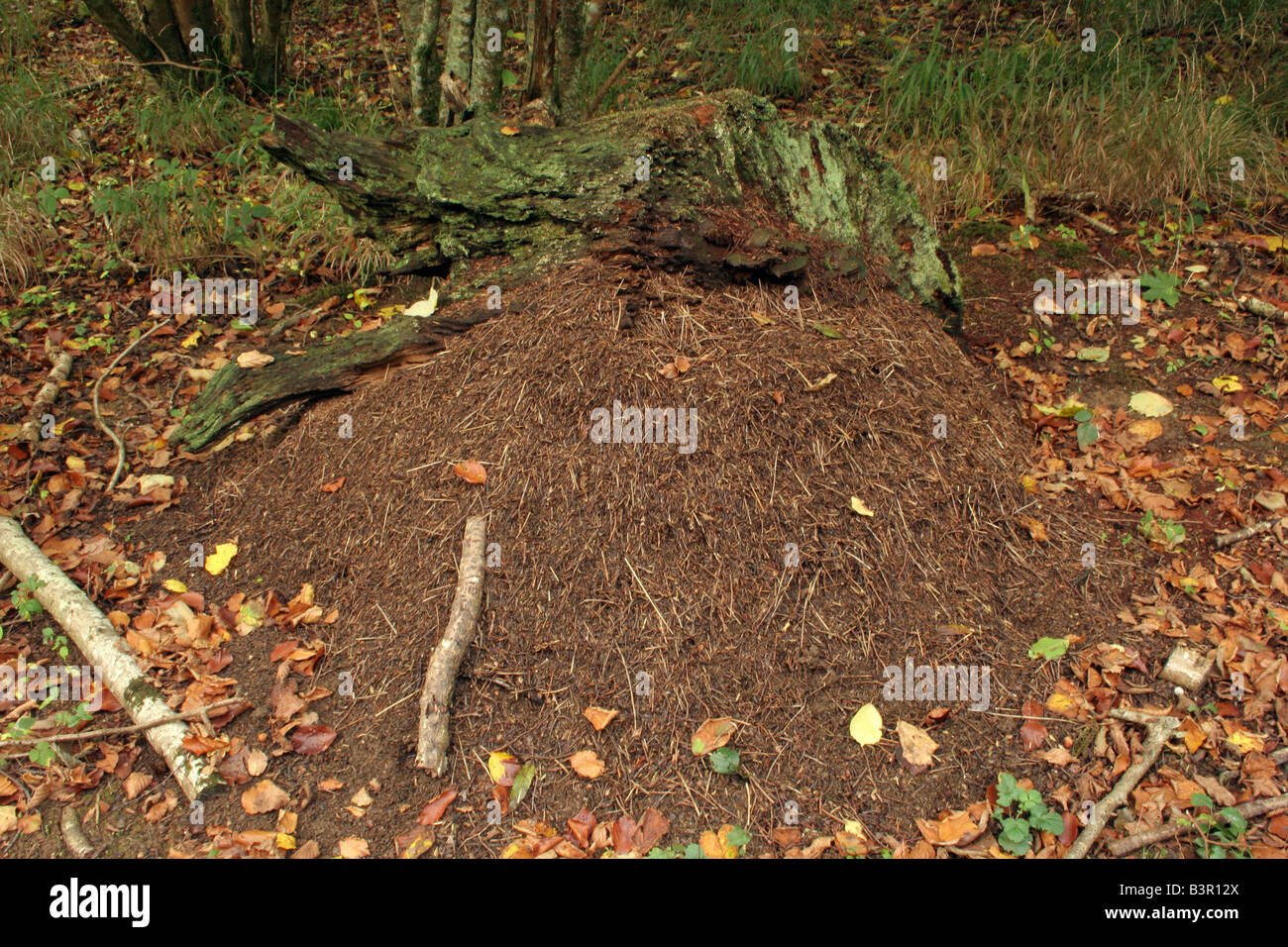 Nest of wood ant Formica rufa in woodland UK Stock Photo - Alamy