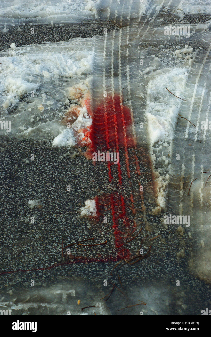 Bloody tire track stains snow and ice in the street Stock Photo - Alamy