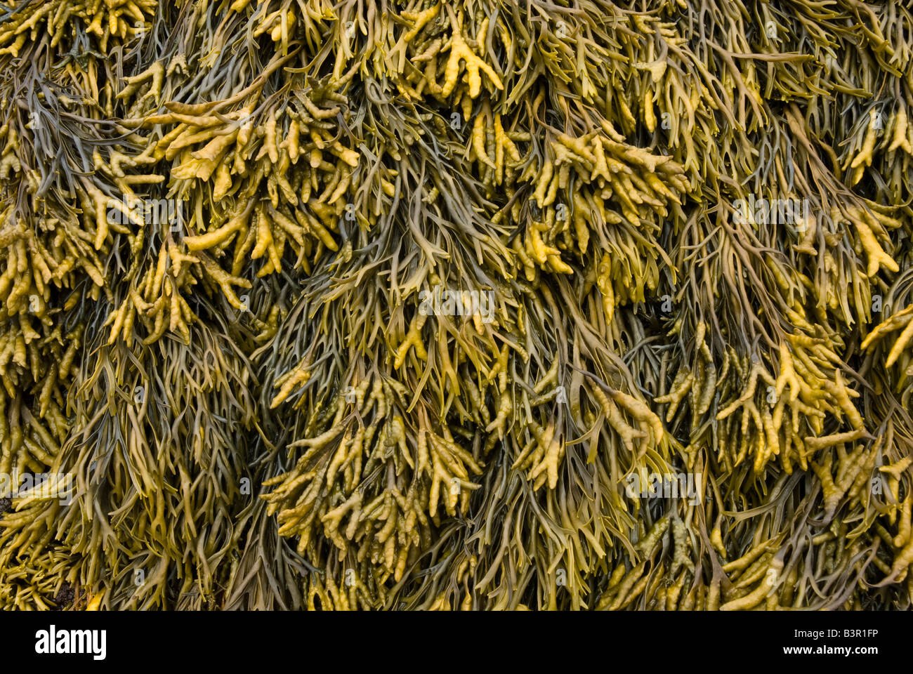 Channelled Wrack (Pelvetia canaliculata Stock Photo - Alamy