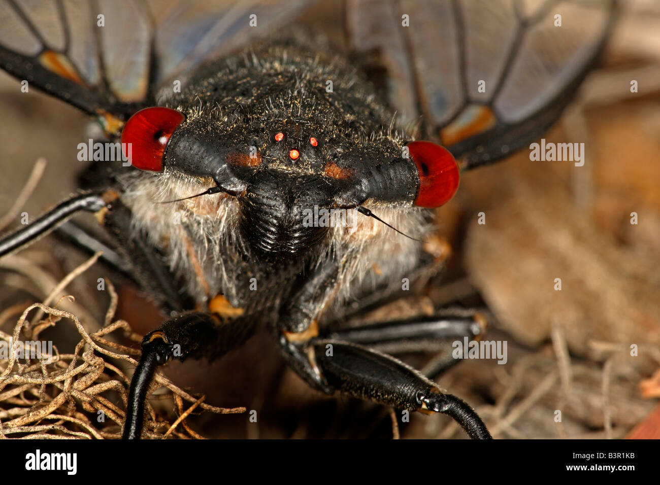 Red compound eyes hi-res stock photography and images - Alamy