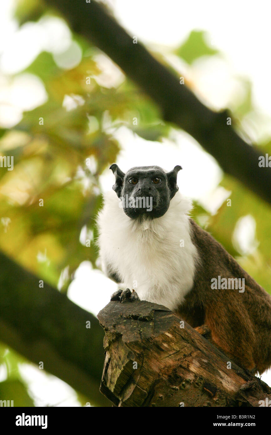 Critically endangered Pied Tamarin Stock Photo - Alamy