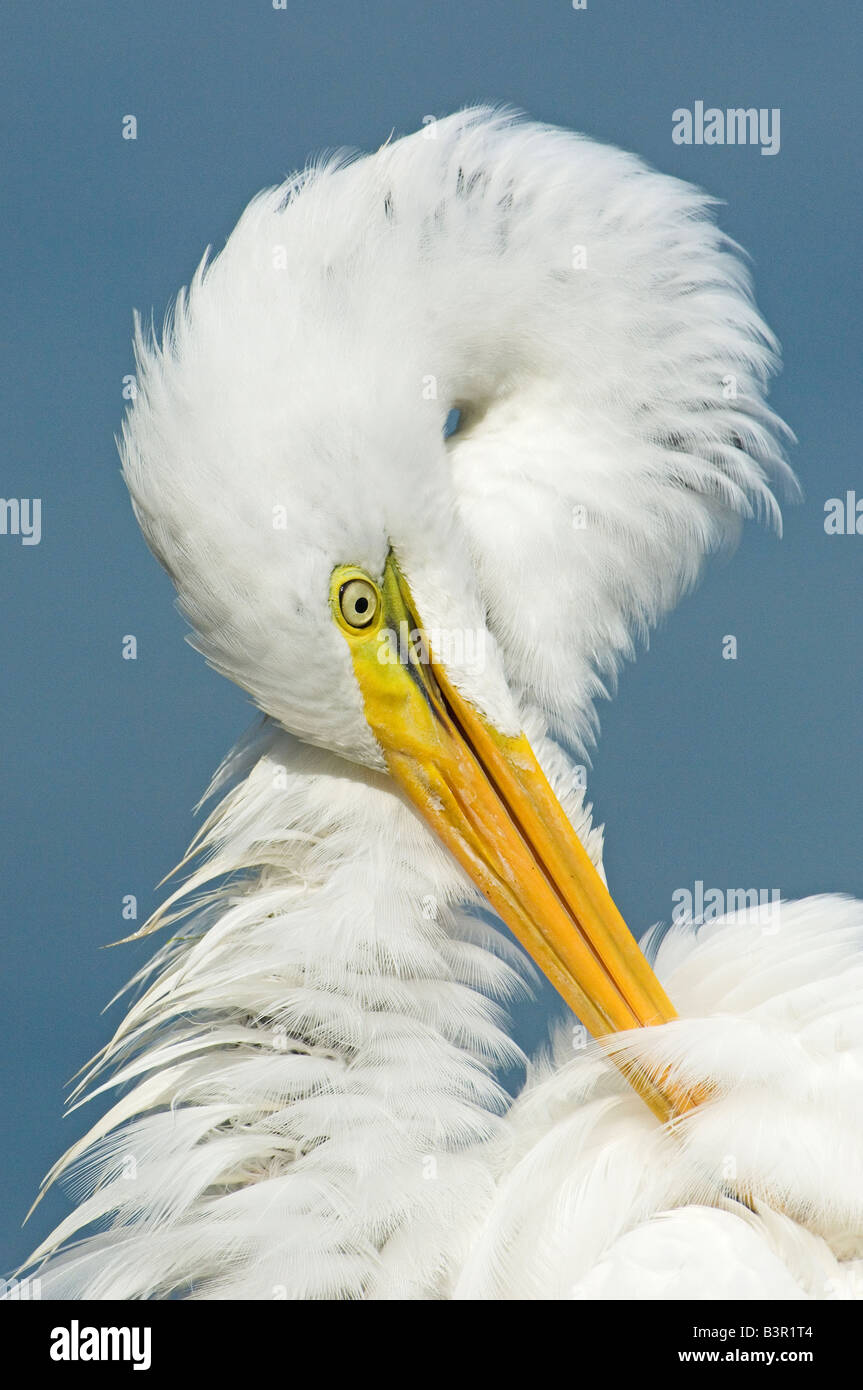 Birds preen hi-res stock photography and images - Alamy