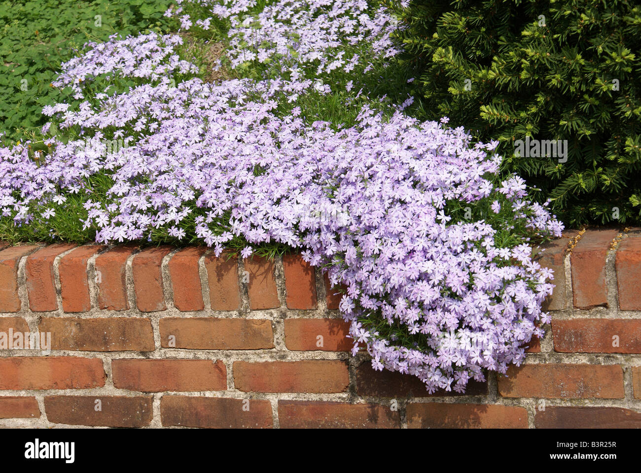 Common phlox hi-res stock photography and images - Alamy