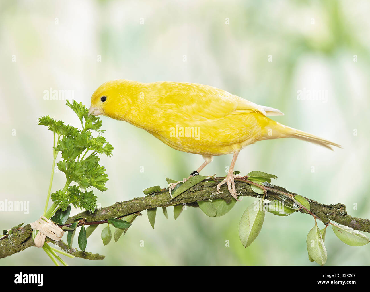 Domestic canary (Serinus canaria forma domestica) perched while eating ...