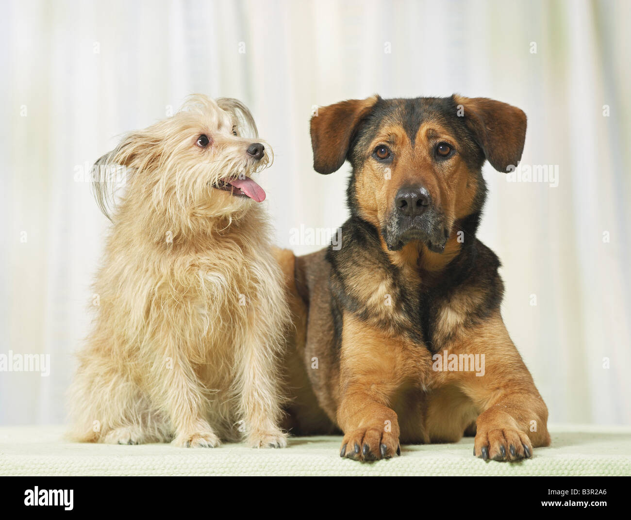 two half breed dogs Stock Photo - Alamy