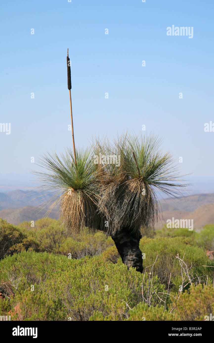 Kangaroo Tail Yakka bush Flinders Ranges South Australia Stock Photo ...