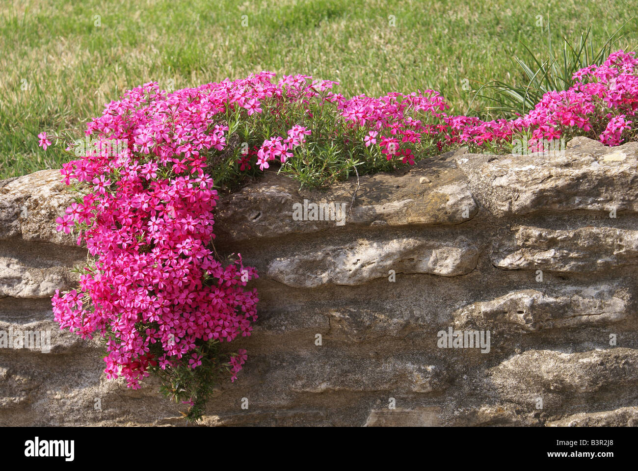 Common phlox hi-res stock photography and images - Alamy