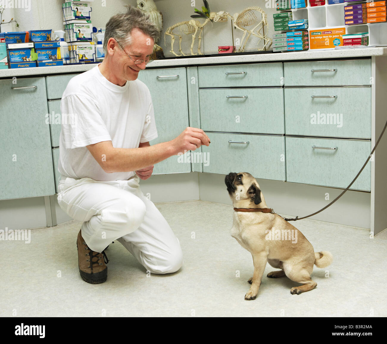 veterinary: pug - gets reward Stock Photo - Alamy