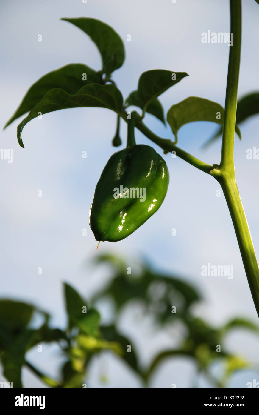 Chocolate scotch bonnet plant Stock Photo - Alamy