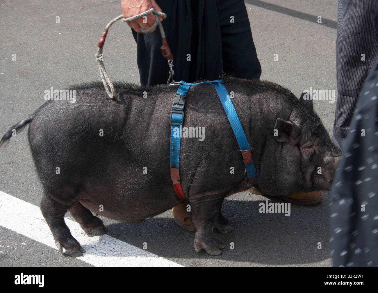 Unusual pet hi-res stock photography and images - Alamy