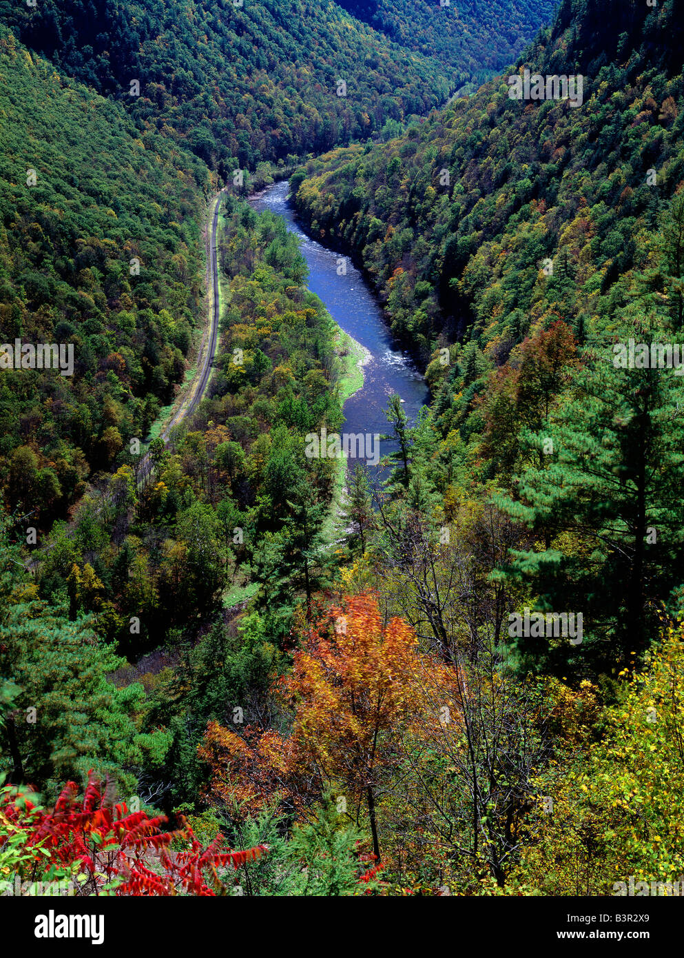 LATE SUMMER VIEW OF GRAND CANYON OF PENNSYLVANIA; PINE CREEK 800' BELOW ...