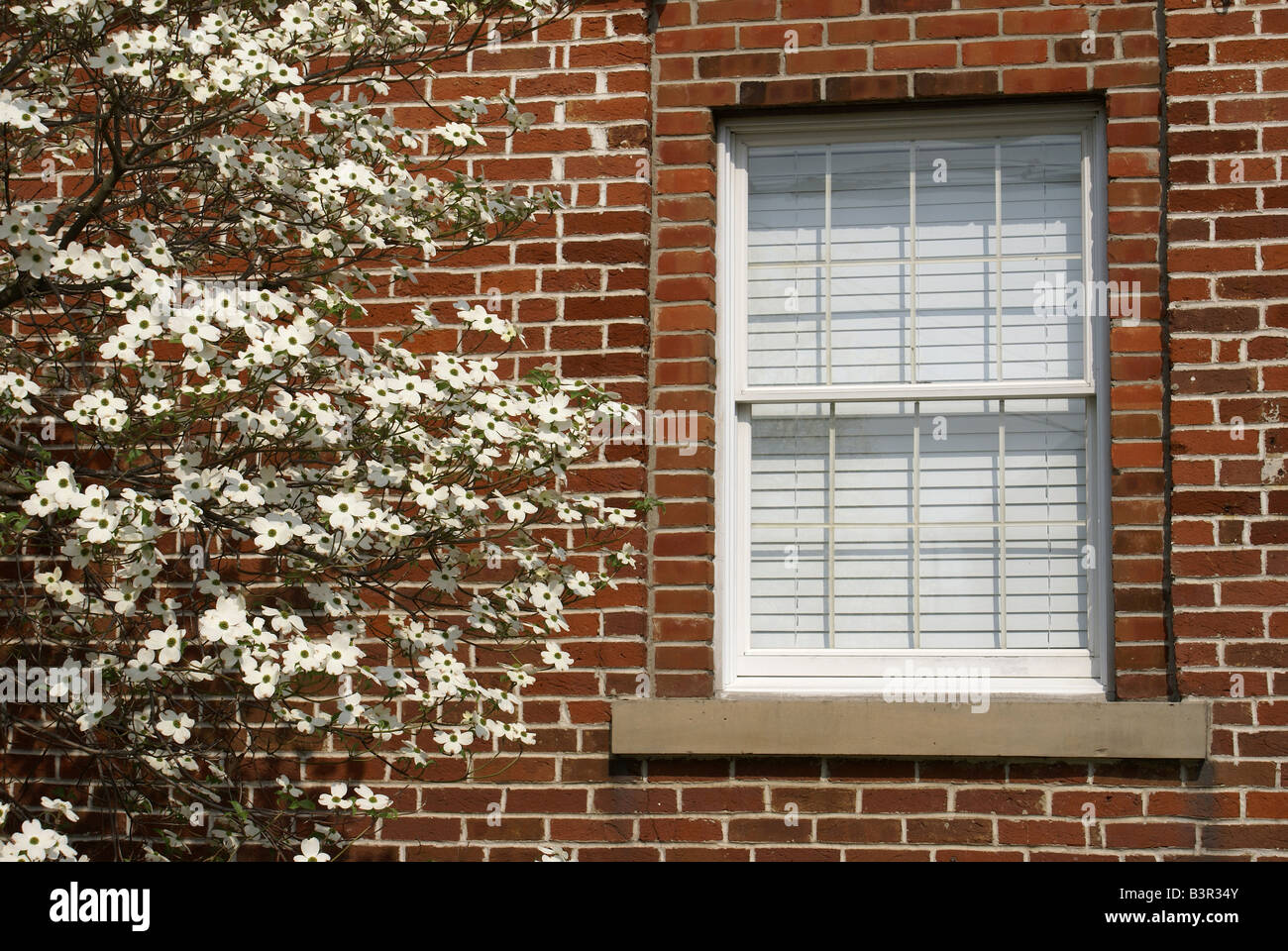 View window flowering tree hi-res stock photography and images - Alamy