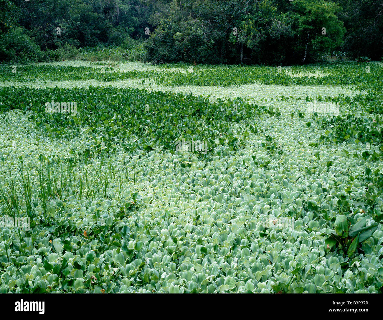 WATER LETTUCE (LATIN: PISTIA STRATIOTES) CORKSCREW SWAMP SANCTUARY ...
