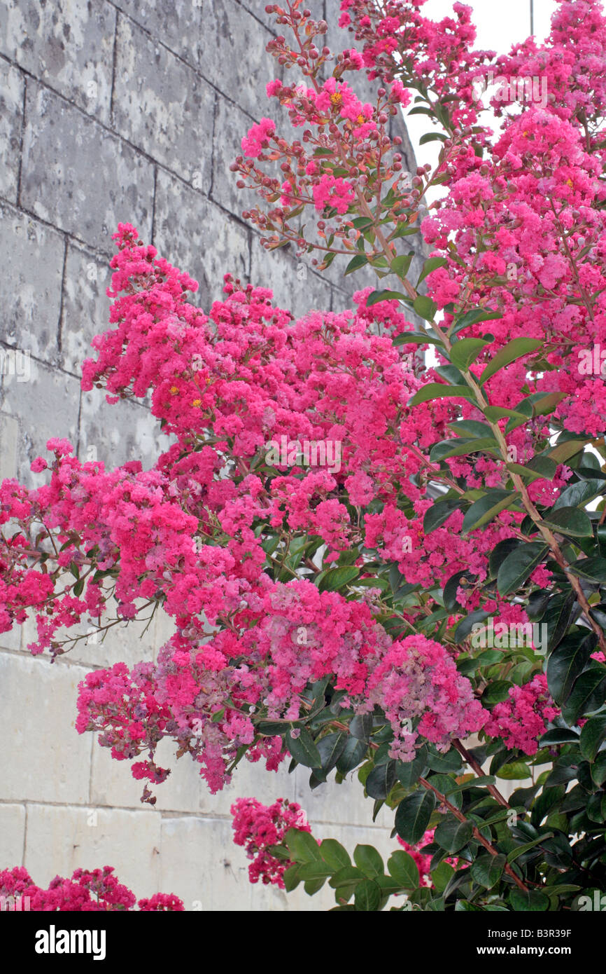 Lagerstroemia indica pink hi-res stock photography and images - Alamy