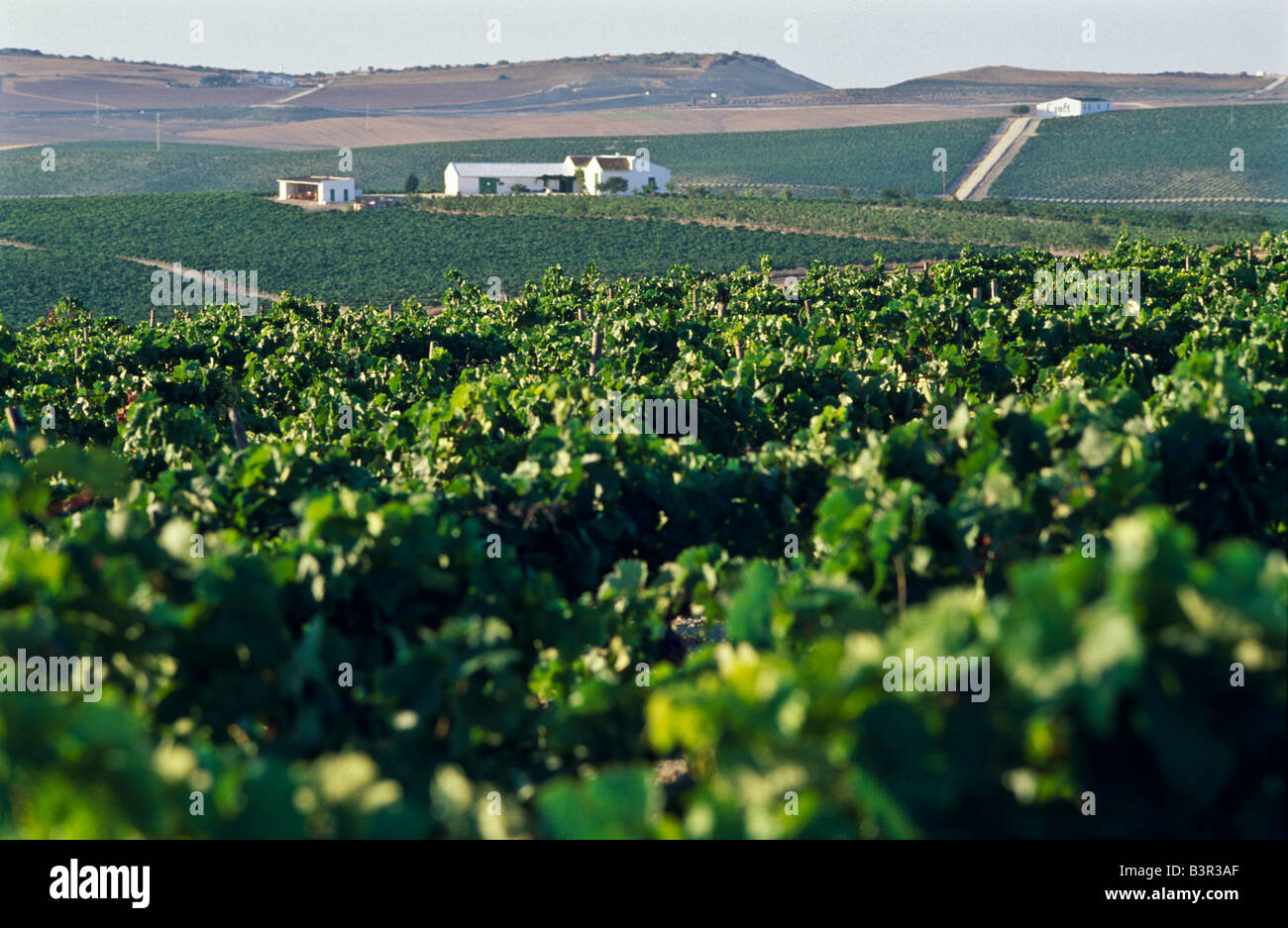 Palomino fino grape hi-res stock photography and images - Alamy