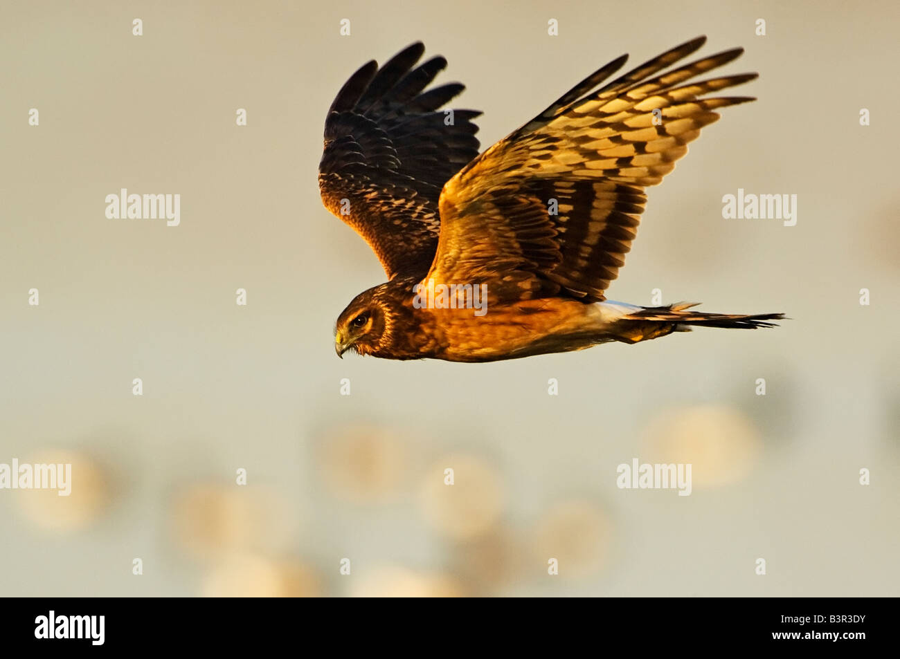 Northern harrier in late afternoon flight Stock Photo - Alamy