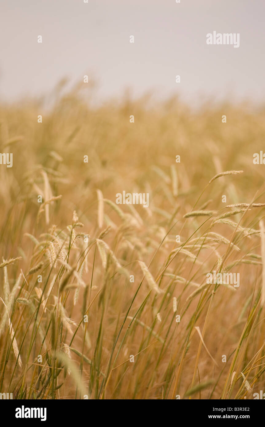An open field of wild barley blowing in the wind with no other objects ...