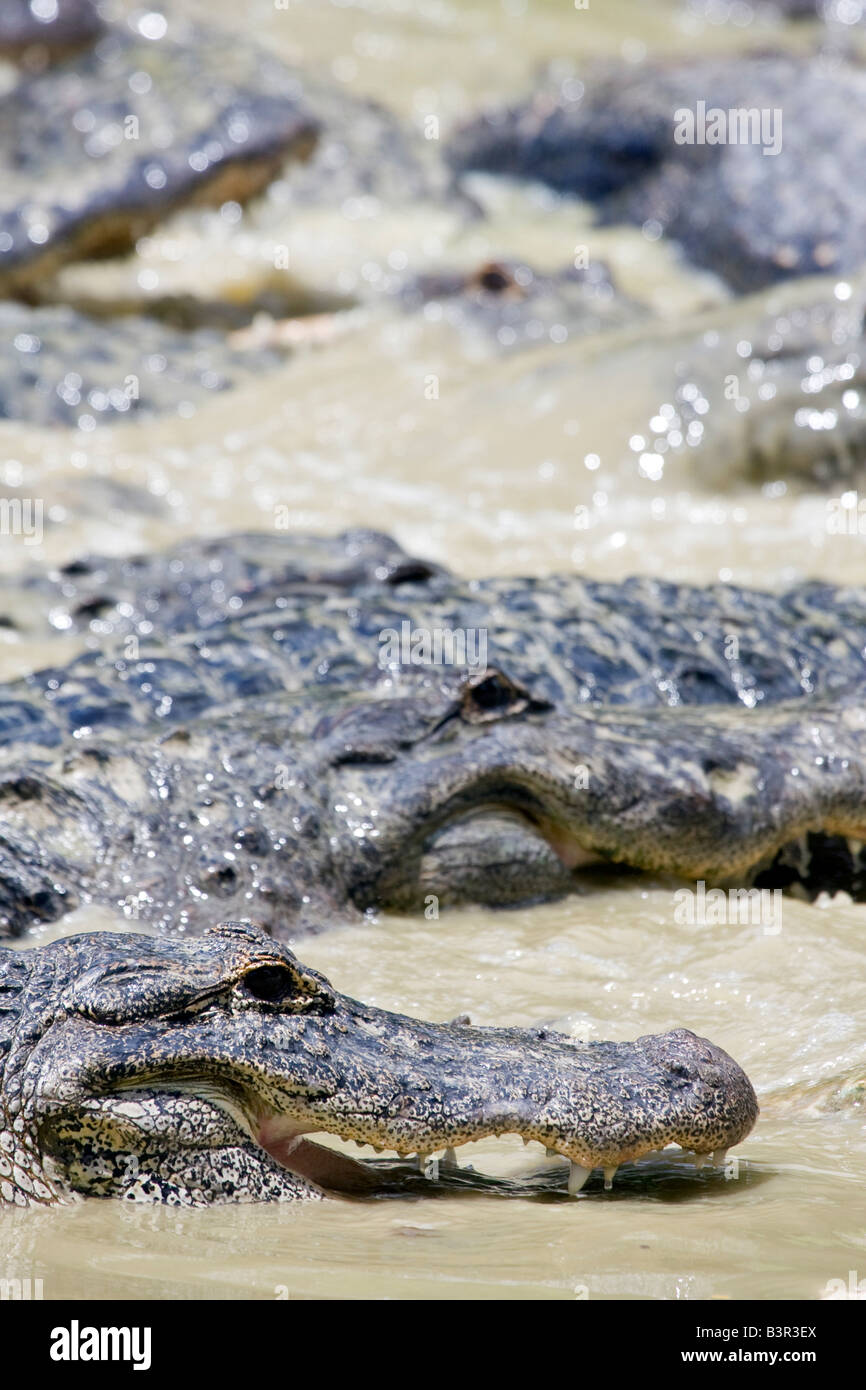 Alligators, Florida Everglades, USA Stock Photo - Alamy