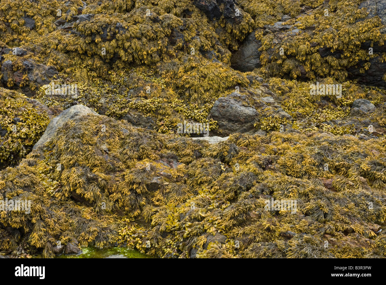 Channelled Wrack (Pelvetia canaliculata) on rocky shore Stock Photo - Alamy