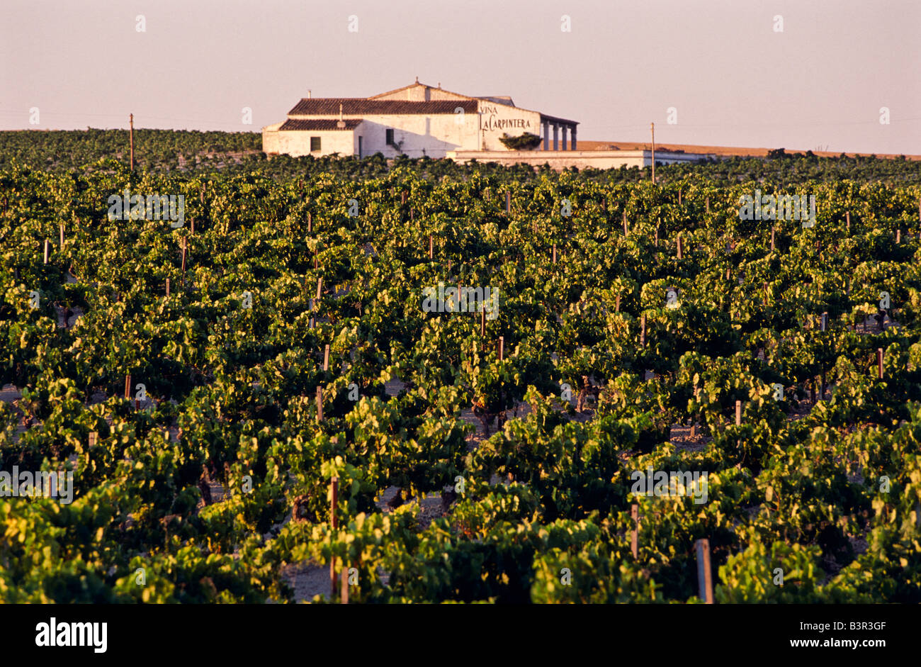Palomino fino grape hi-res stock photography and images - Alamy