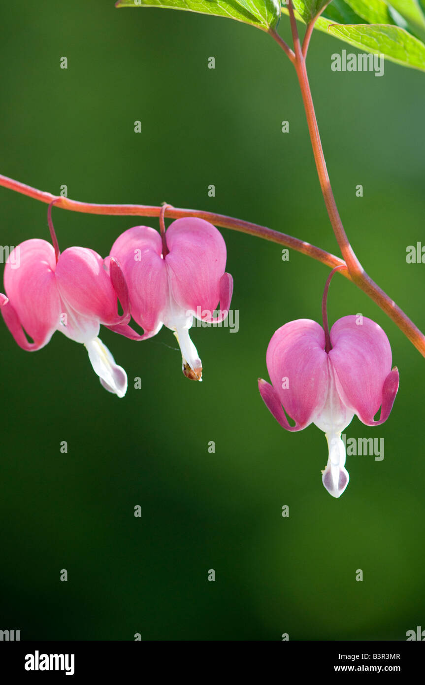 Bleeding Heart: Dicentra spectabilis Stock Photo - Alamy