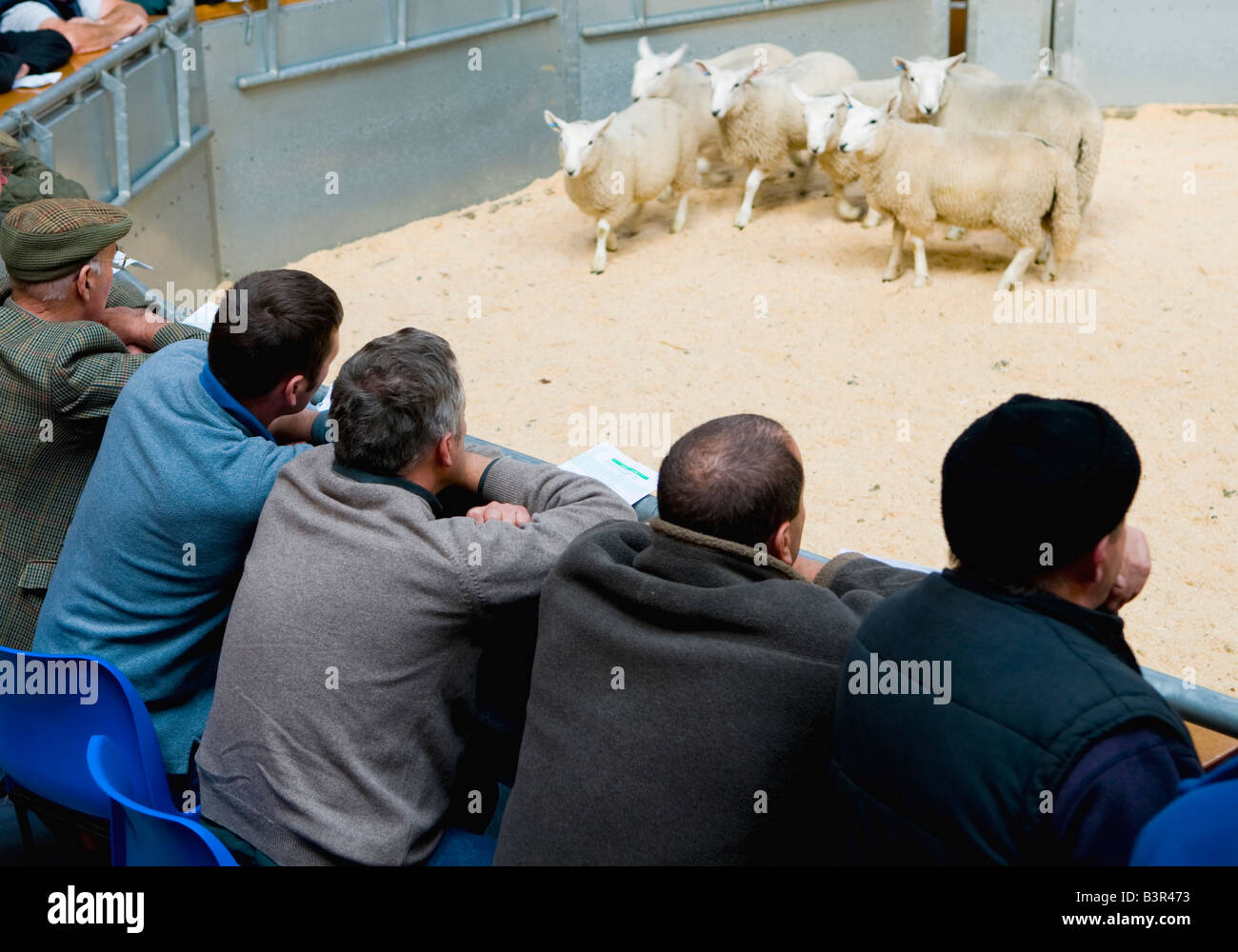 Sale of Cheviot Spring Lambs at Dingwall Mart, Scotland Stock Photo - Alamy