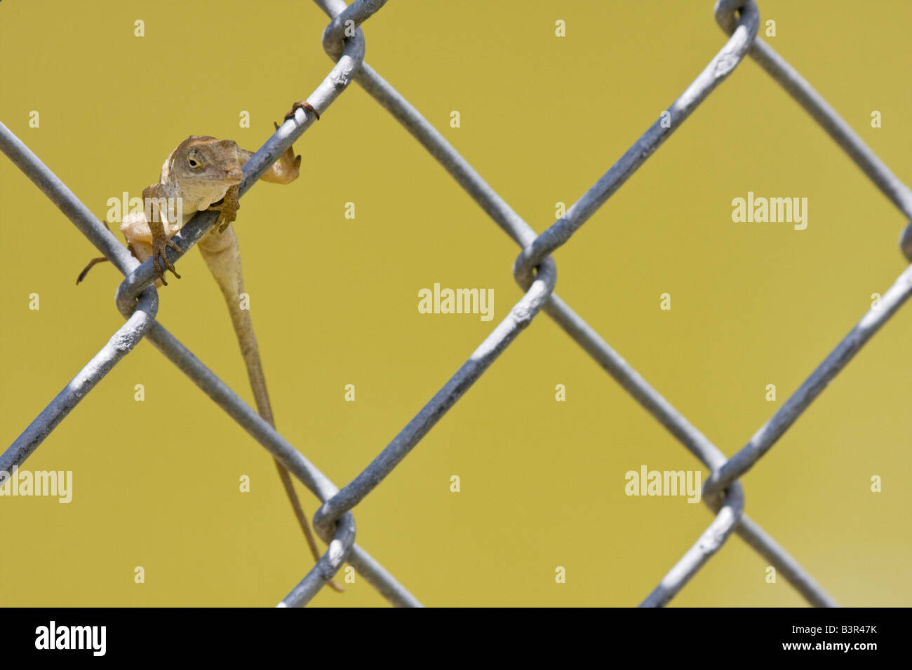 Small brown lizard clinging to wire fence Stock Photo - Alamy