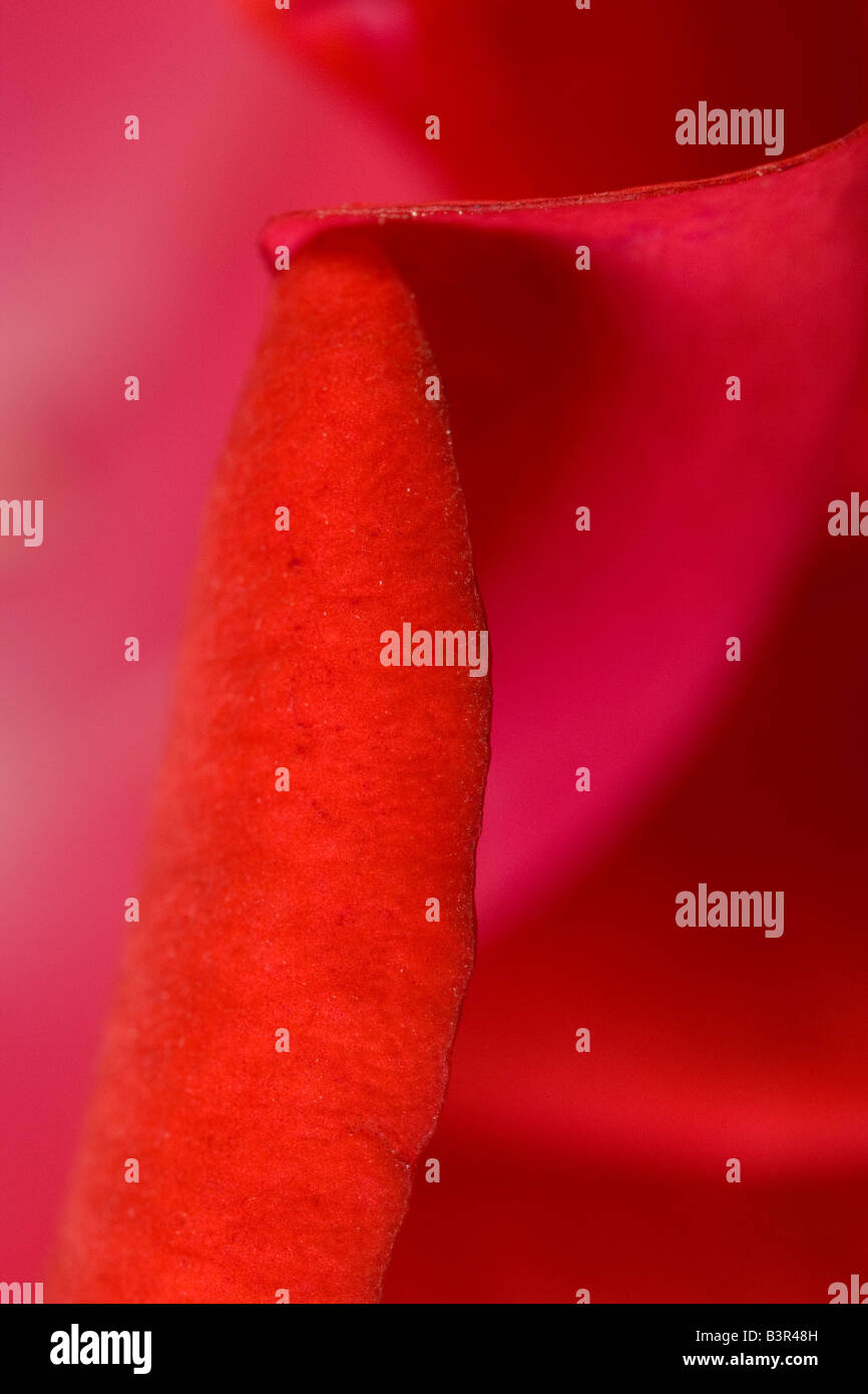 red rose petal closeup Stock Photo - Alamy
