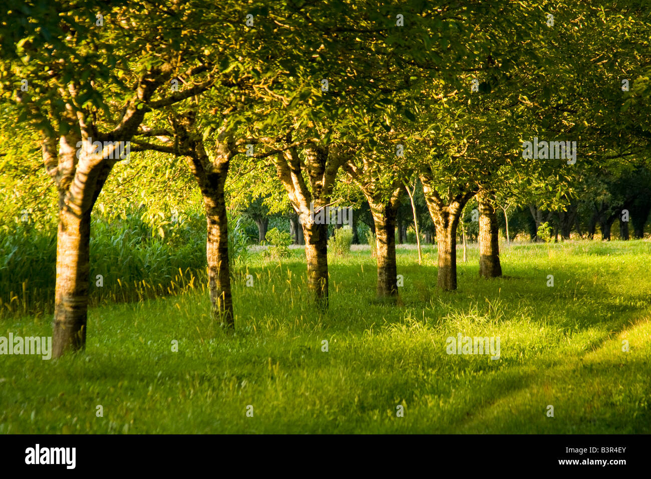 Walnut tree's in the Dordogne,France Stock Photo - Alamy