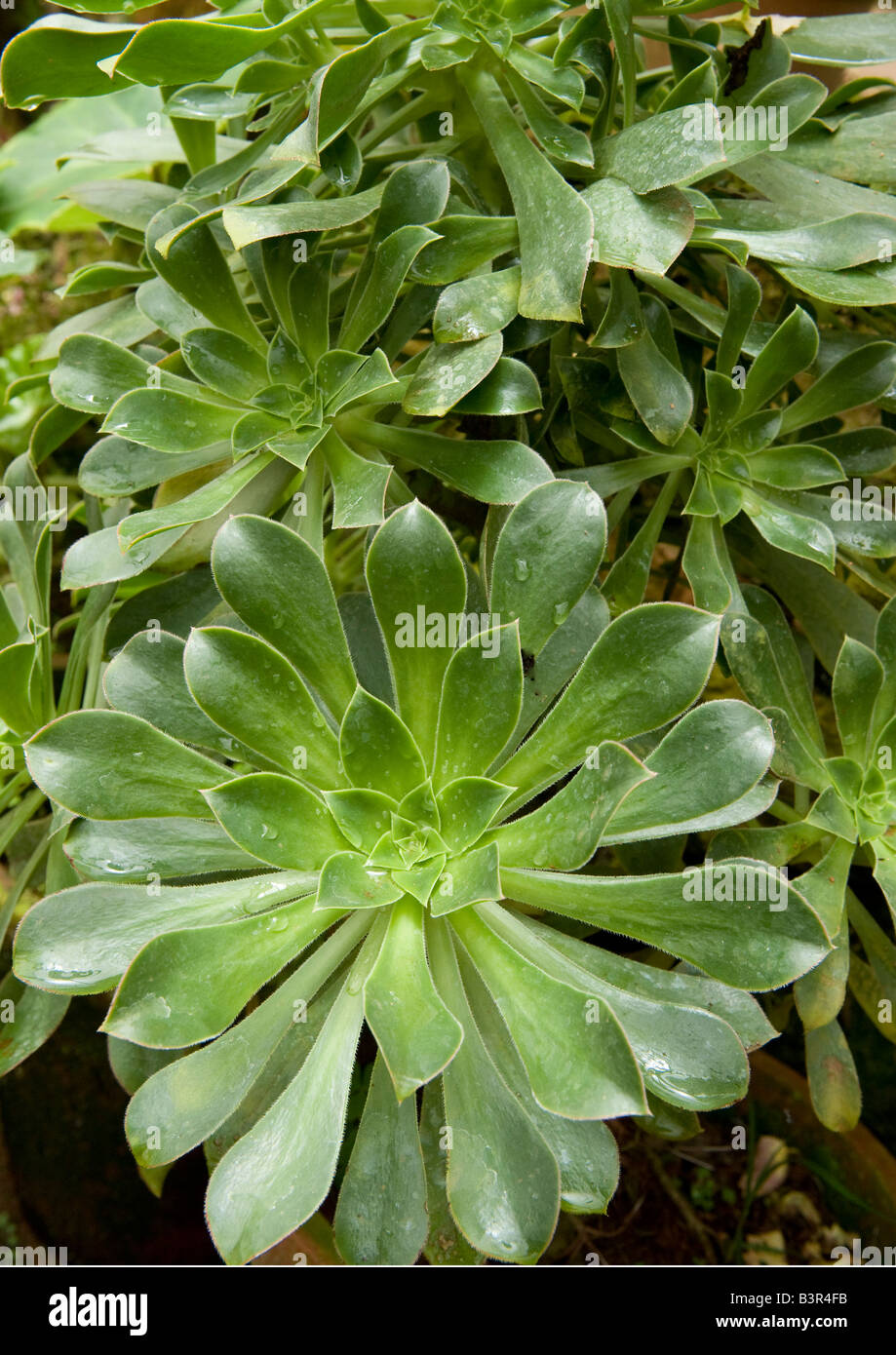 Kurinji shrub which grows abundantly on the mountains of South India ...
