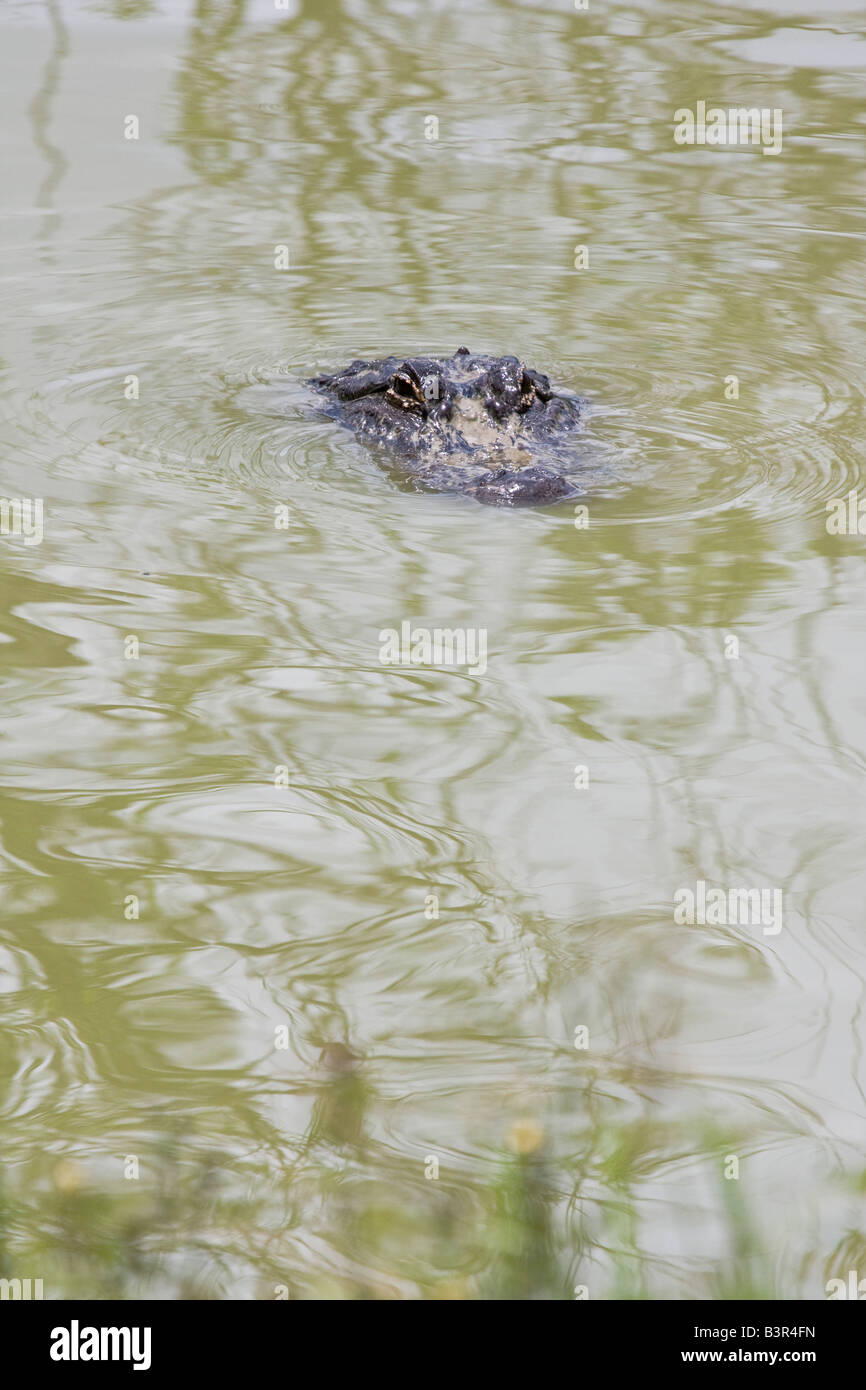 Submerged alligator in Florida Everglades, USA Stock Photo - Alamy