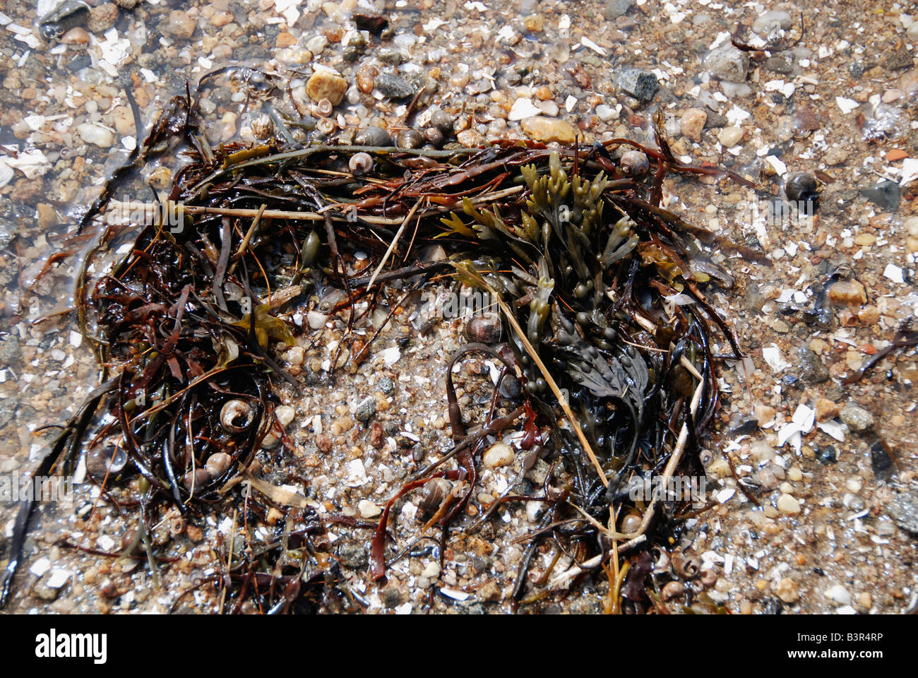 Pebbles pile beach seaweed hi-res stock photography and images - Alamy