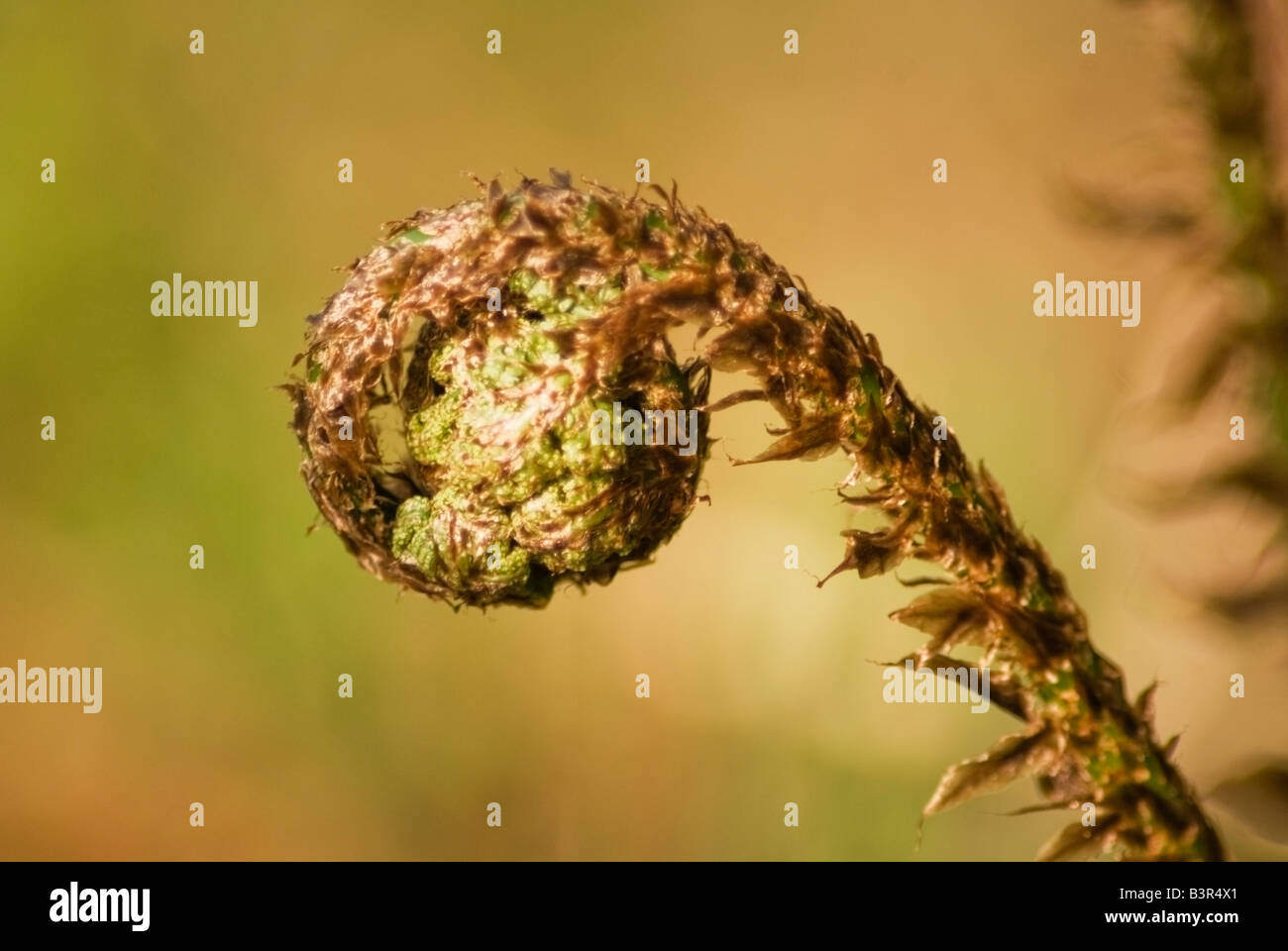 Uncurl hi-res stock photography and images - Alamy