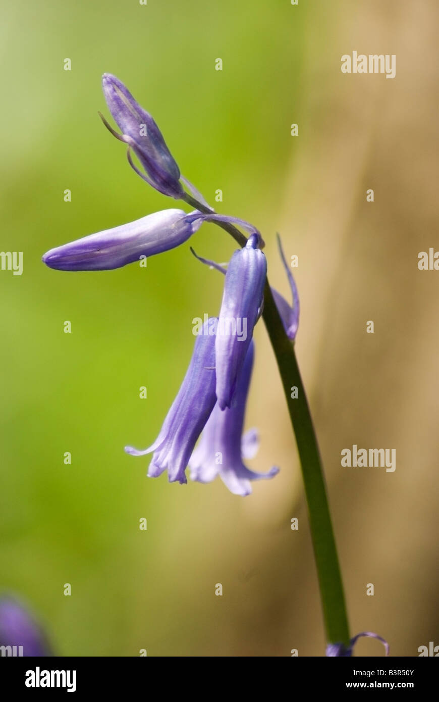 Common blue bell hi-res stock photography and images - Alamy