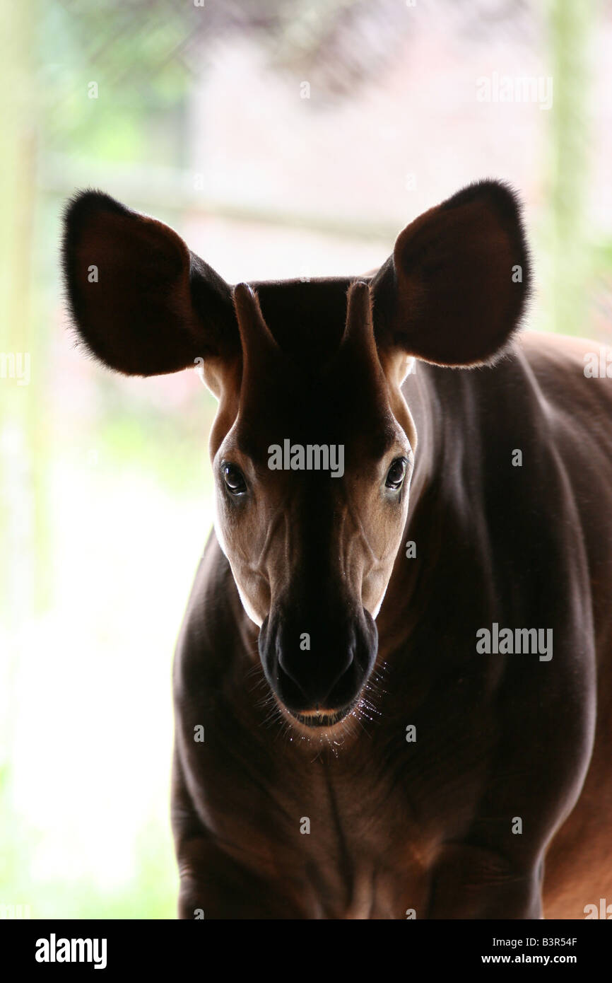 Okapi hi-res stock photography and images - Alamy