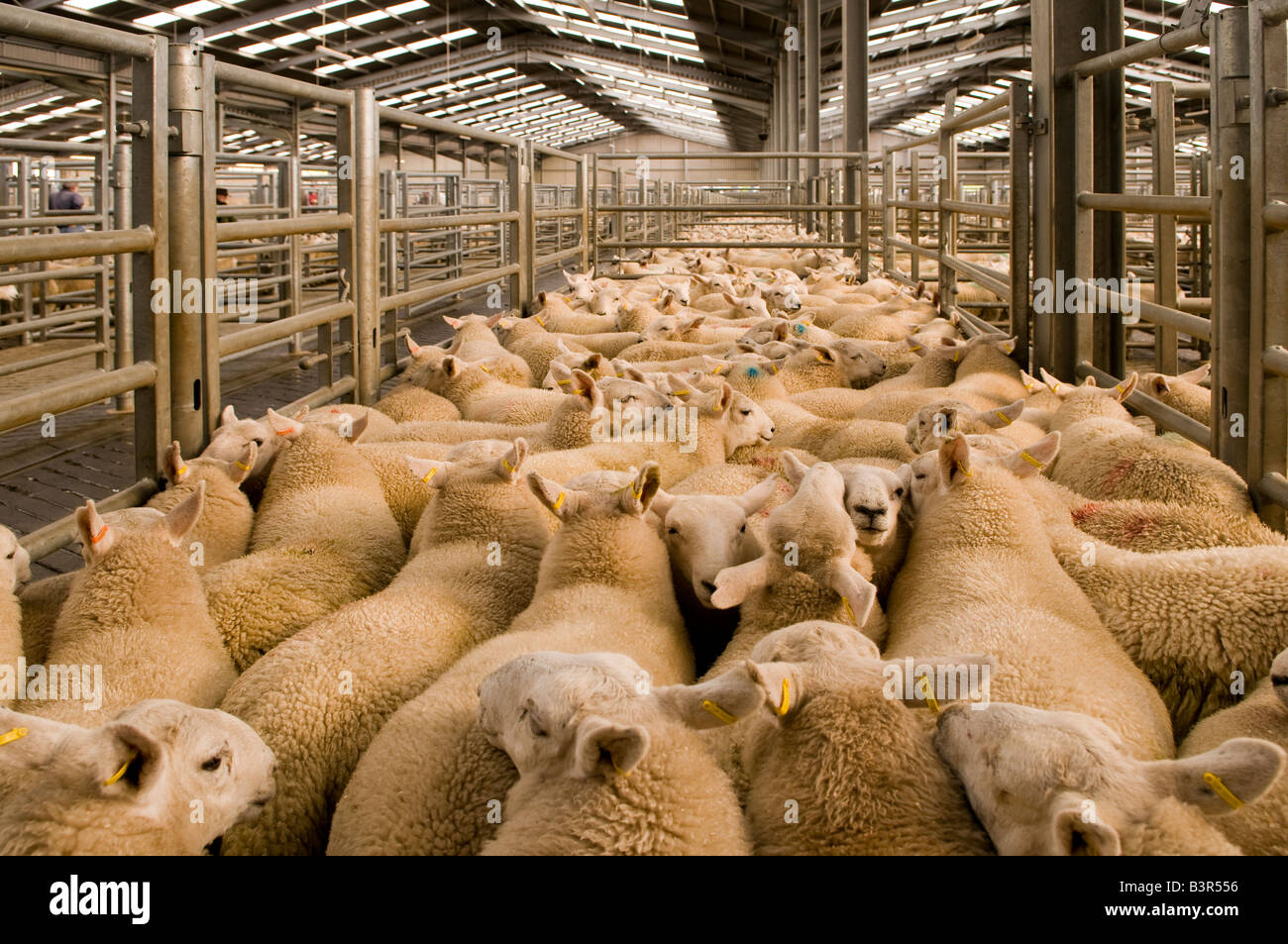 Sale of Cheviot Spring Lambs at Dingwall Mart, Scotland Stock Photo - Alamy