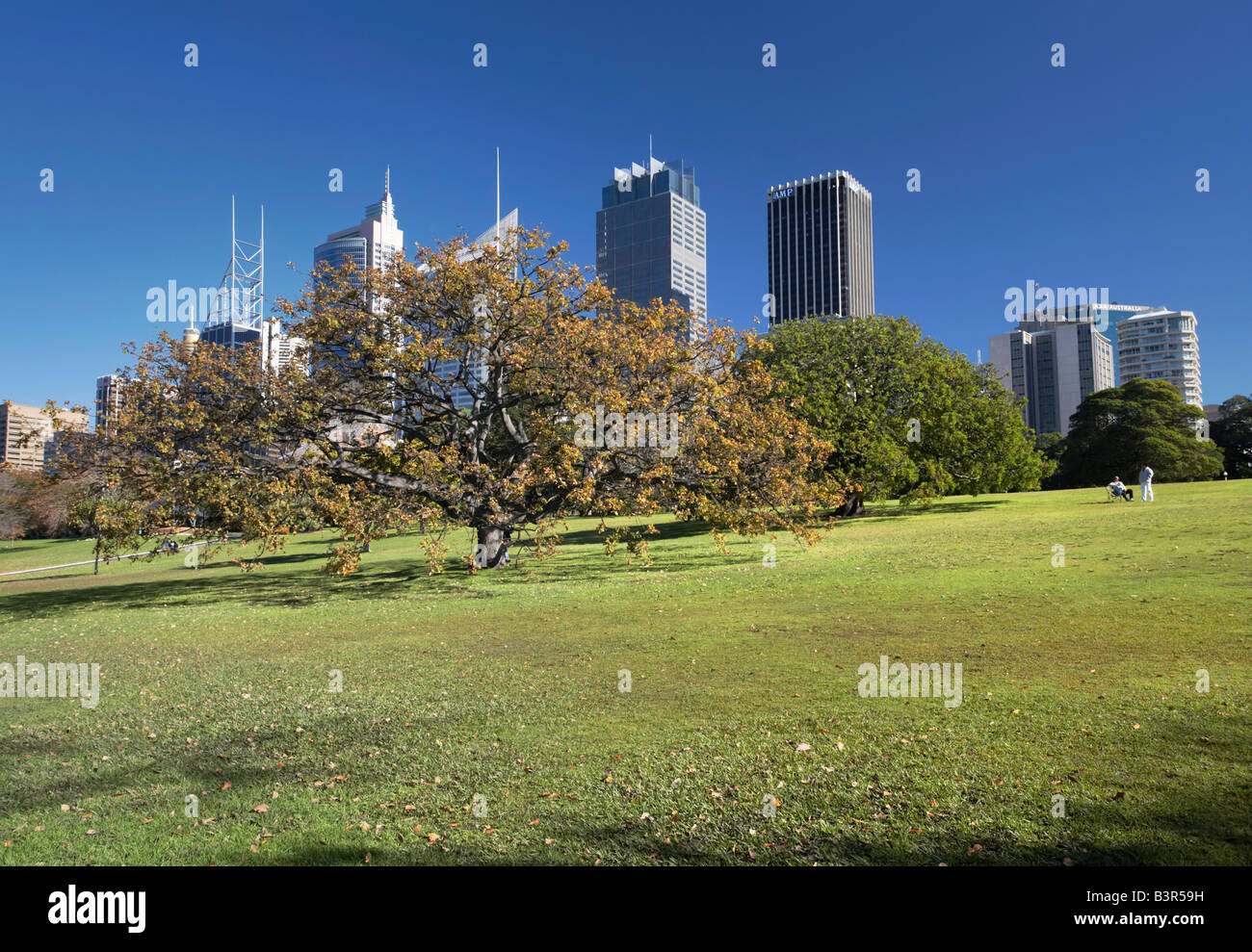 City Parklands garden tree skyline Sydney botanical greenery travel ...