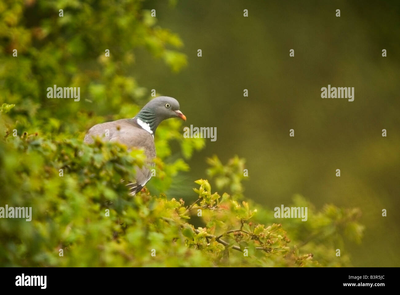 Columba bush hi-res stock photography and images - Alamy