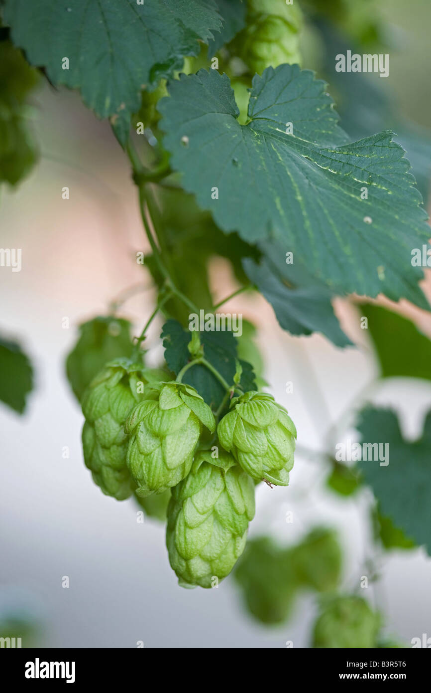 Wild Hops Growing In The Hedge Rows Stock Photo - Alamy