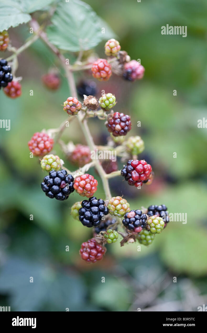 Blackberry hedge hi-res stock photography and images - Alamy