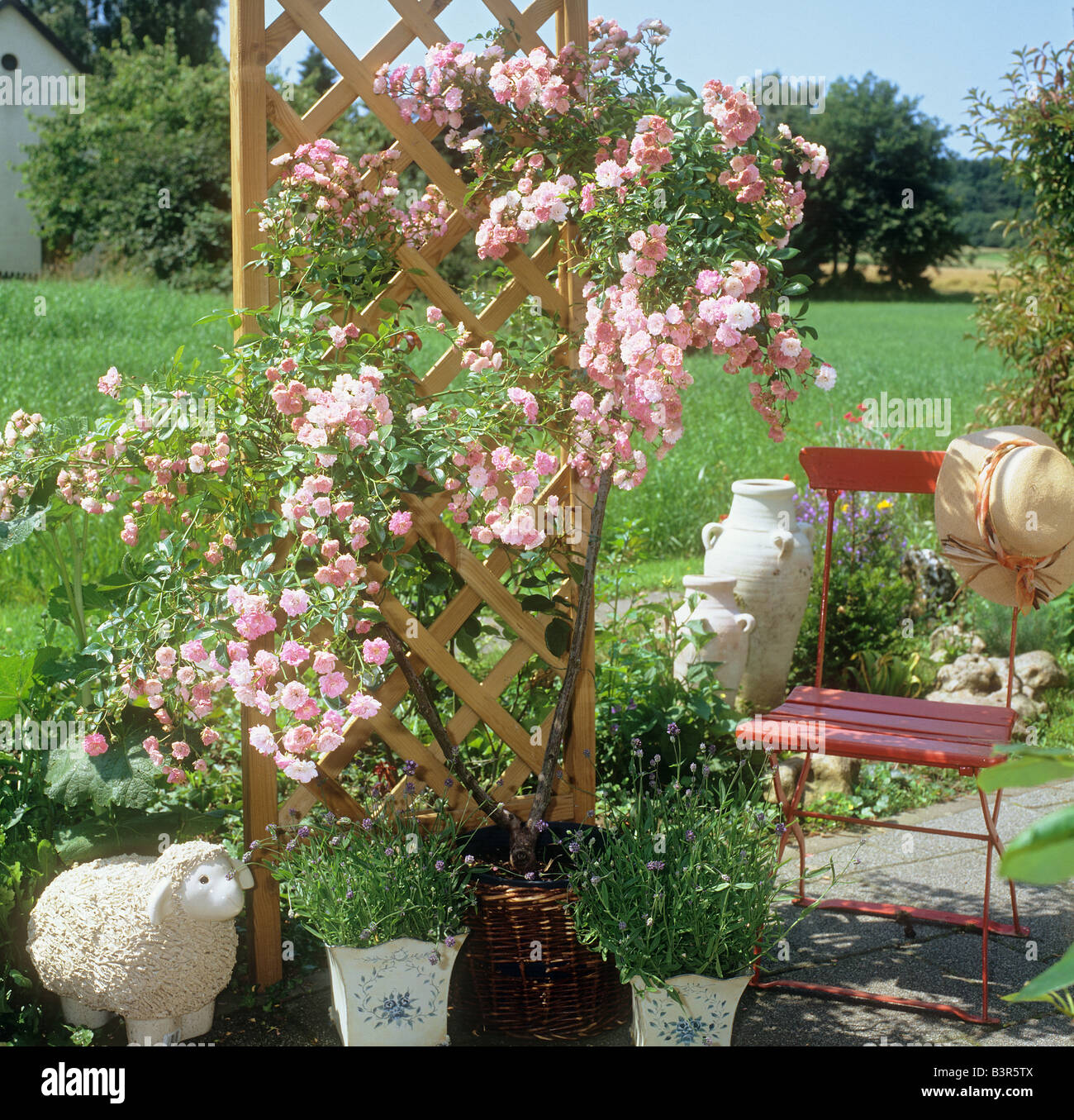climbing rose at growth support Stock Photo - Alamy
