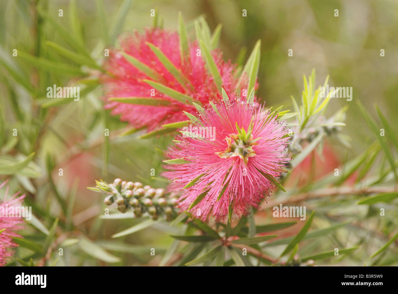 powder puff plant - blossoms / Calliandra Stock Photo - Alamy