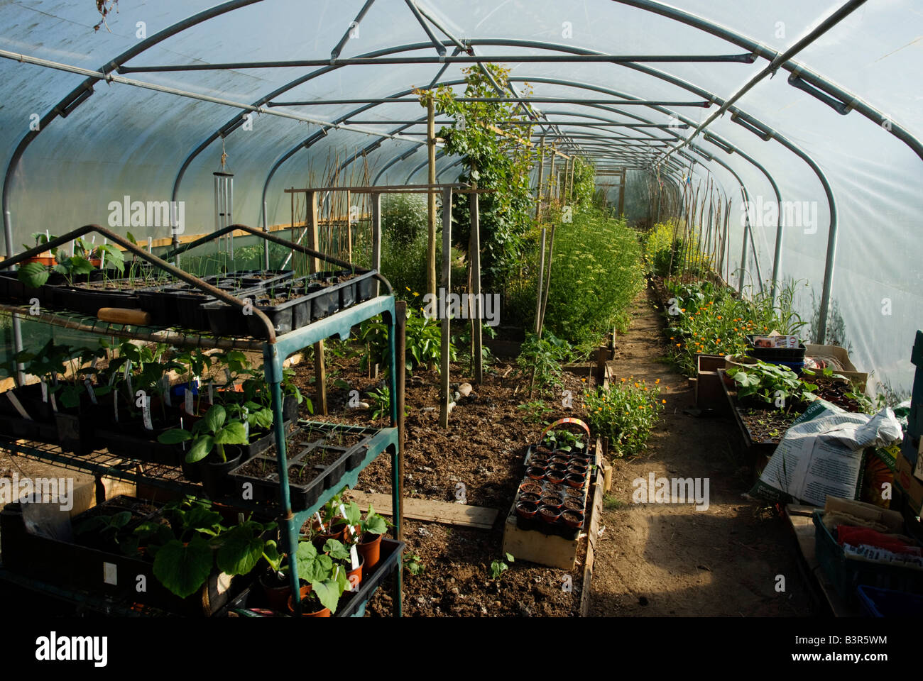Polytunnel with organic crops growing inside Stock Photo - Alamy